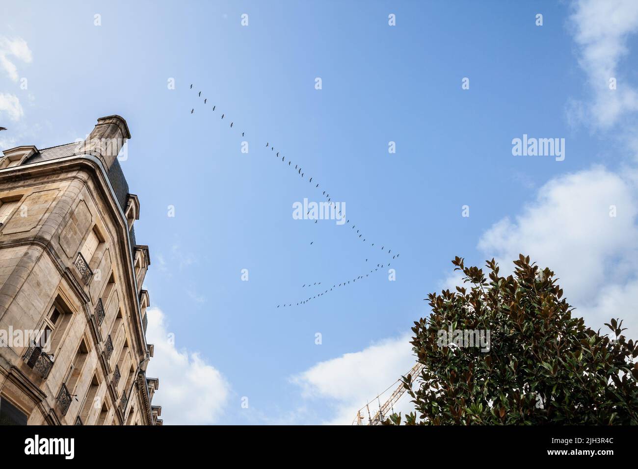 Picture of a v shape flock of birds flying in a blue sky, made of wild ...