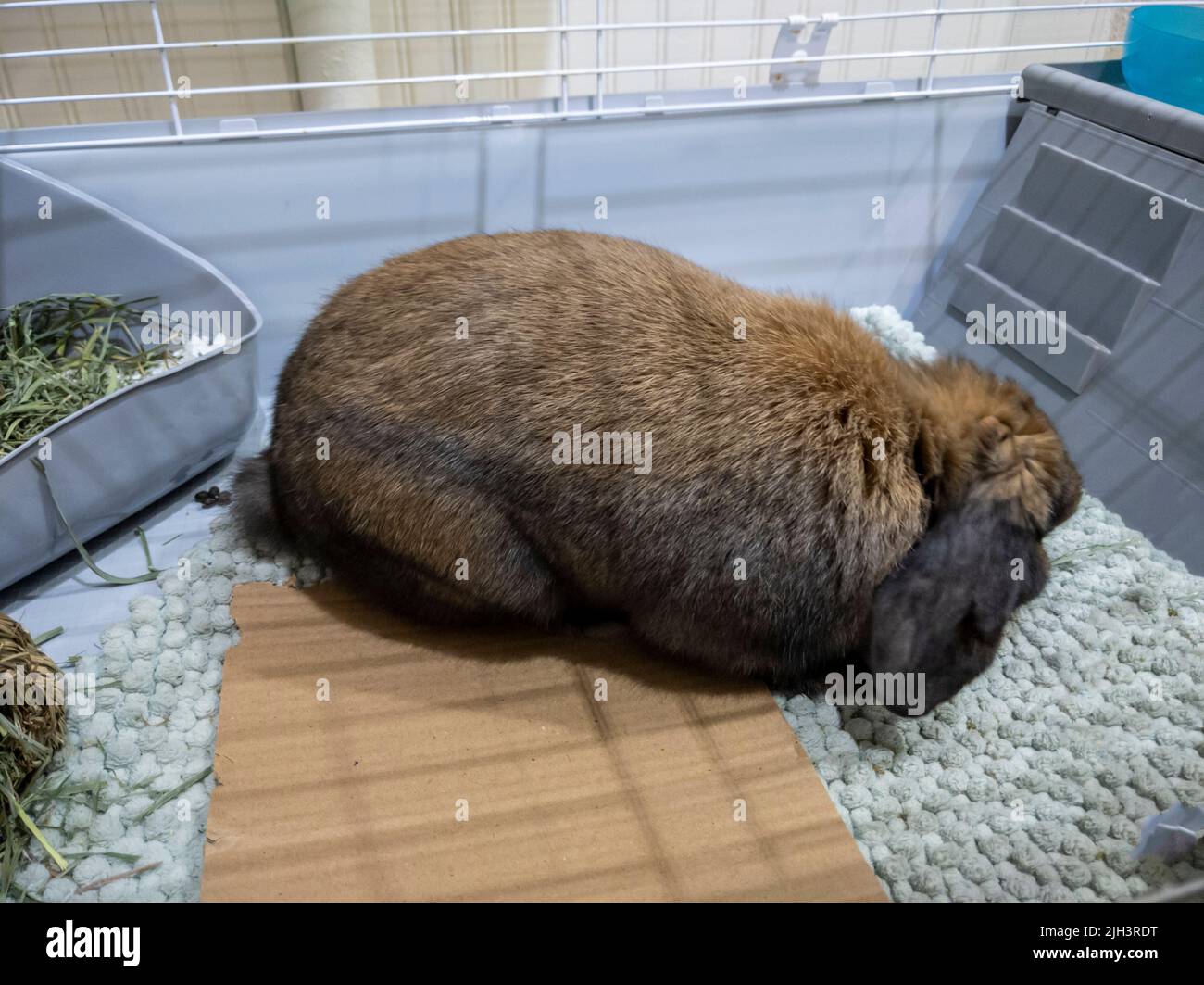 Close up of a beautiful, fuzzy brown domesticated bunny inside a large ...