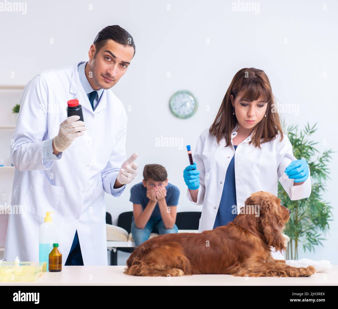The vet doctor examining golden retriever dog in clinic Stock Photo - Alamy