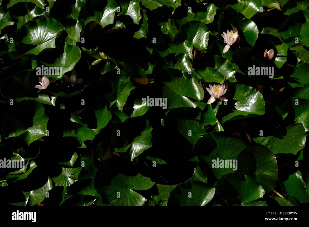 Top view water lilies white hi-res stock photography and images - Alamy
