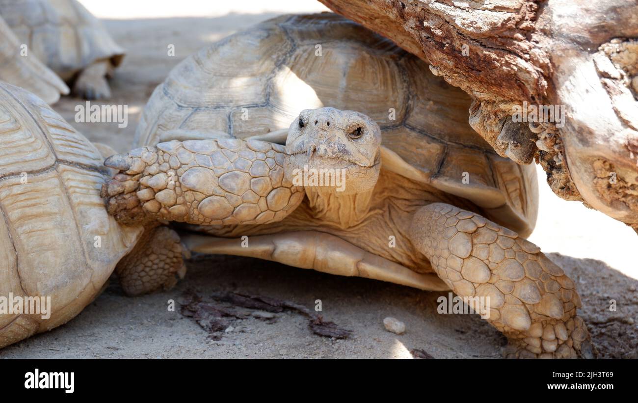Animal pushing another animal hi-res stock photography and images - Alamy