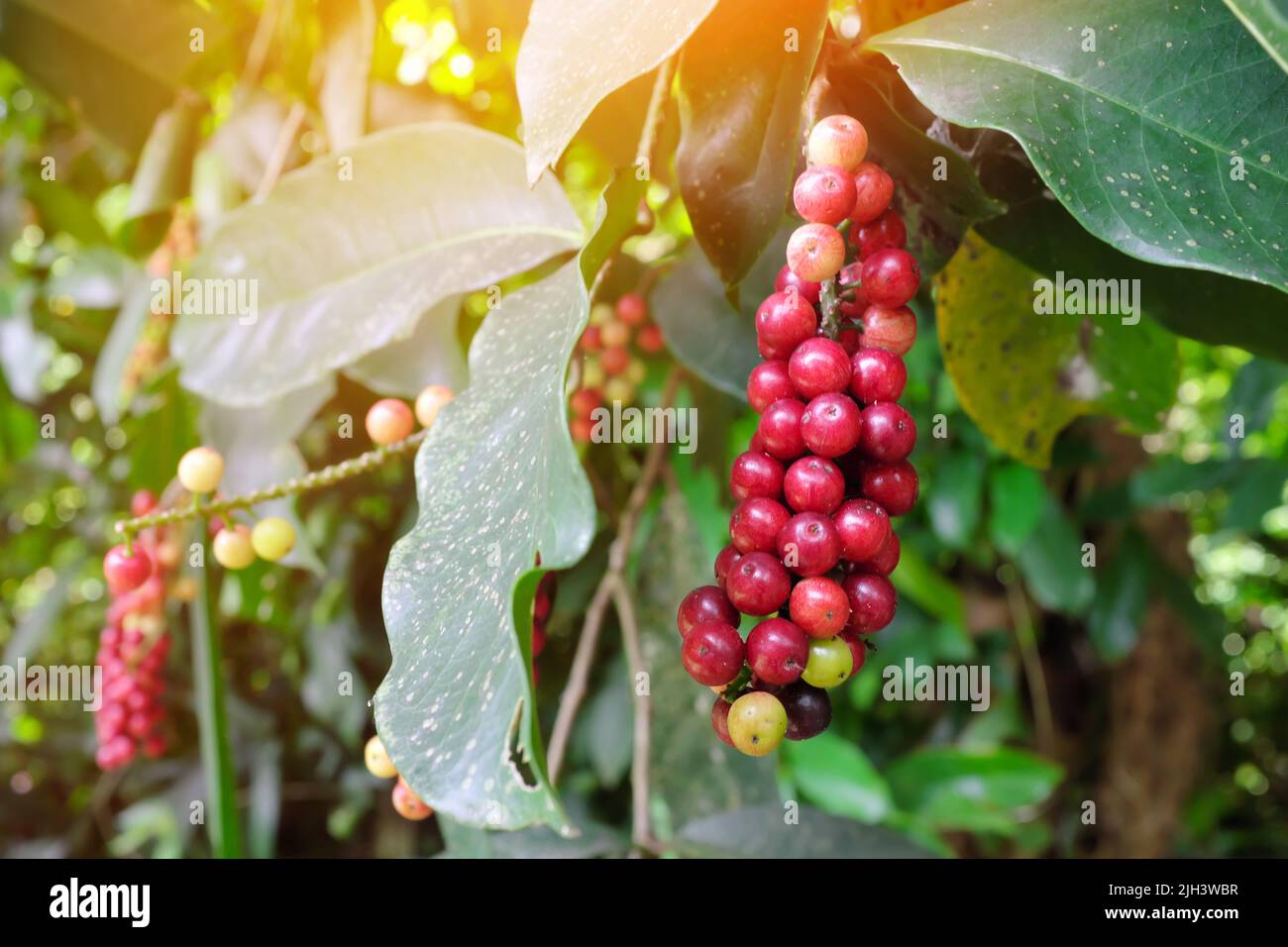 Selective focus of Antidesma bunius or bignay tree with ripe fruit ...