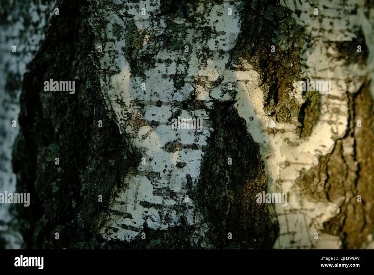 Natural background - the horizontal texture of a real birch bark close ...