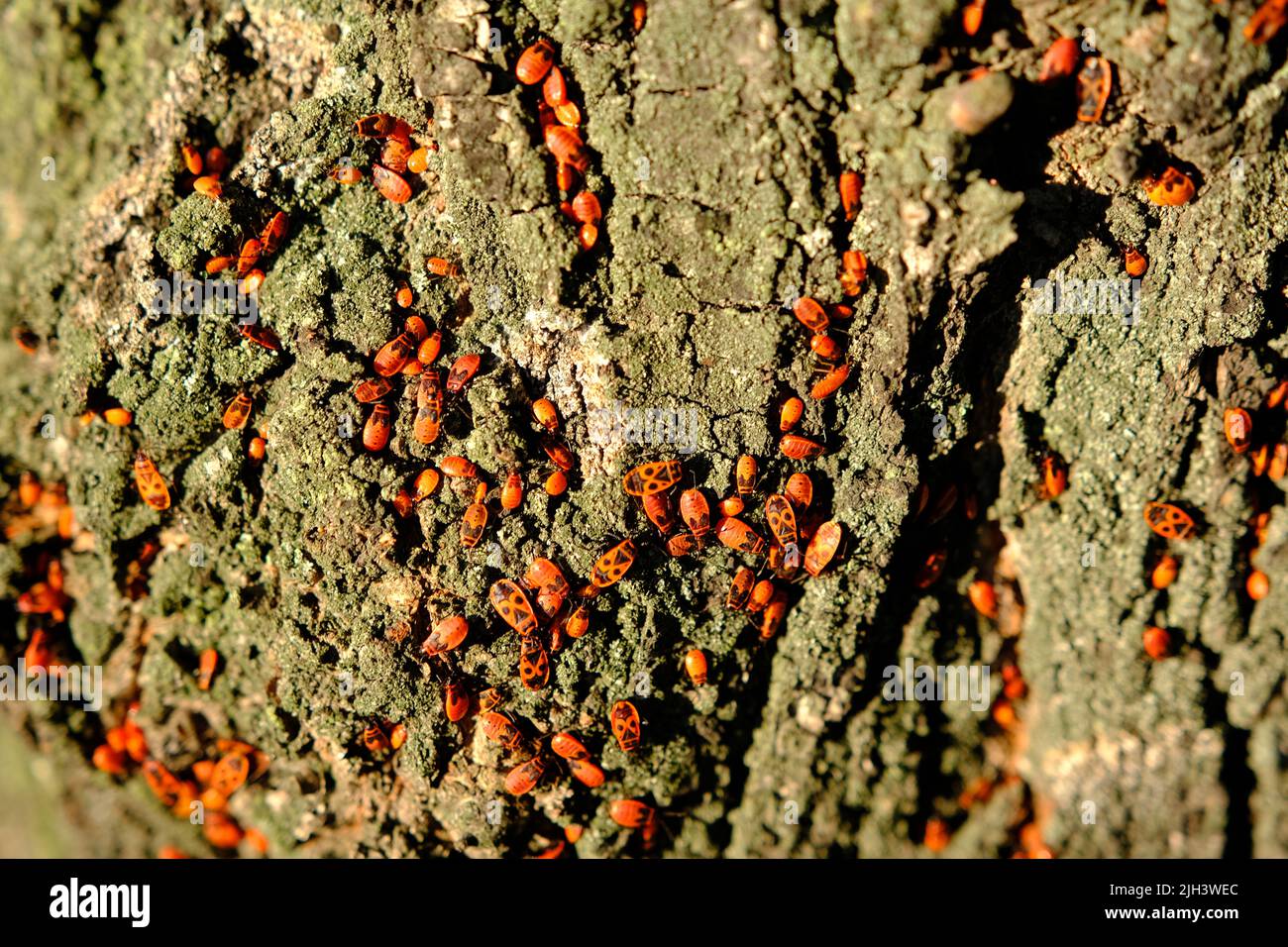 Bright coloured beetle hi-res stock photography and images - Alamy