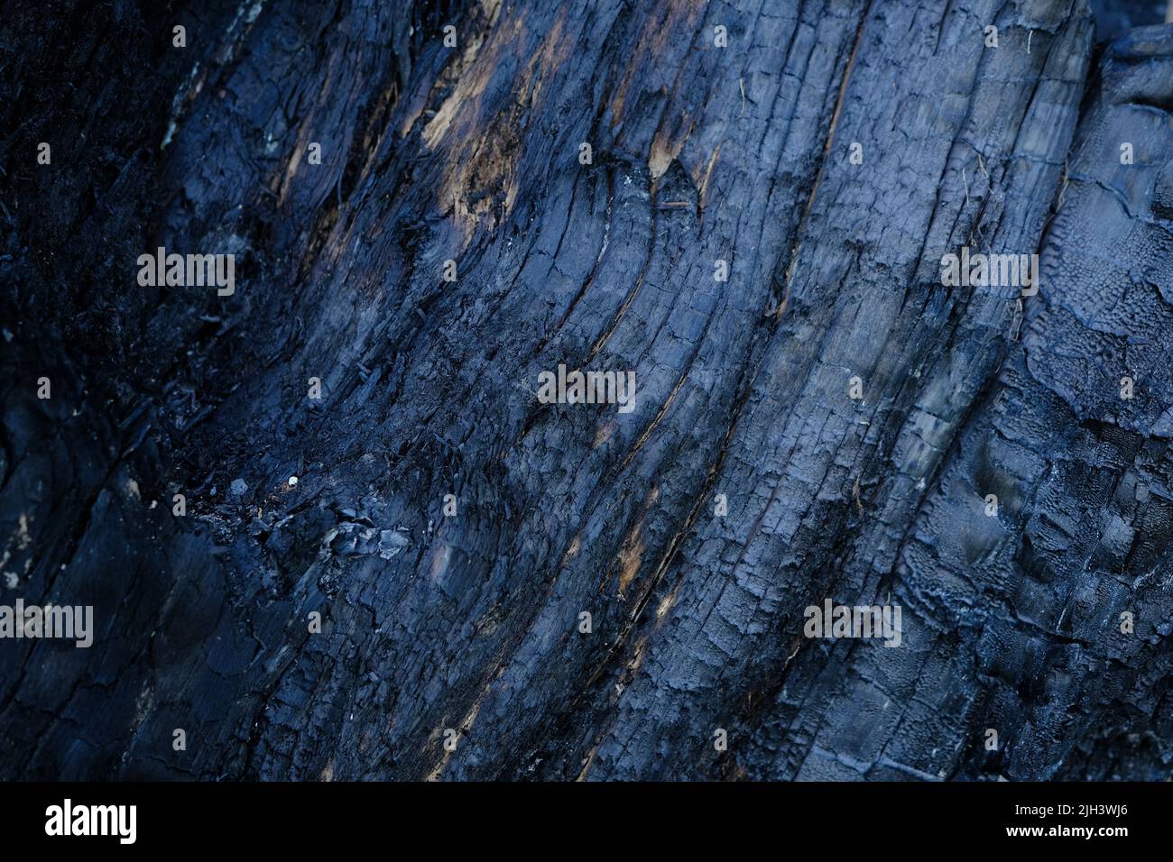 Details patterned surface texture of the wood Stock Photo - Alamy