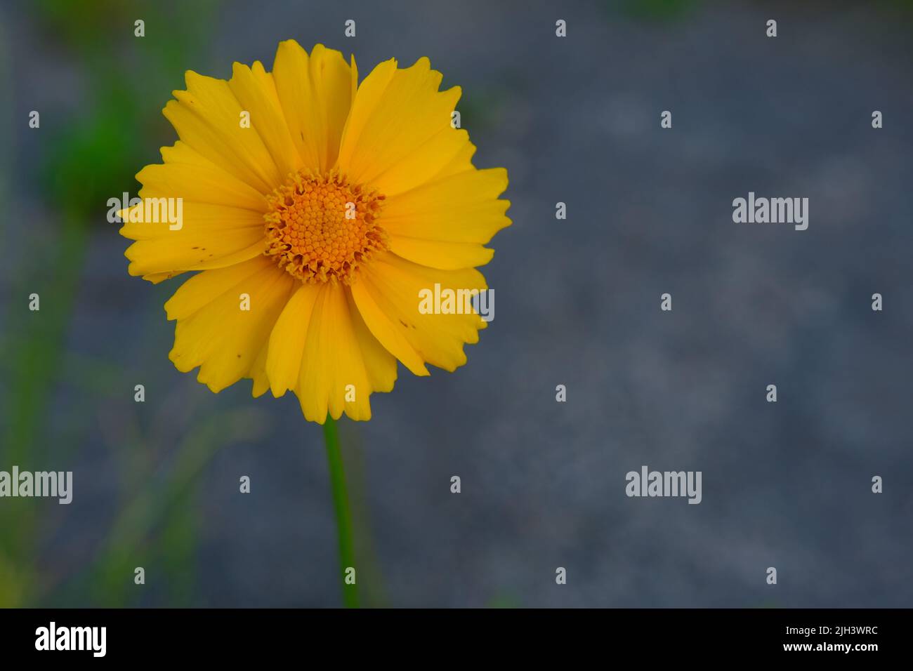 Coreopsis golden joy hi-res stock photography and images - Alamy