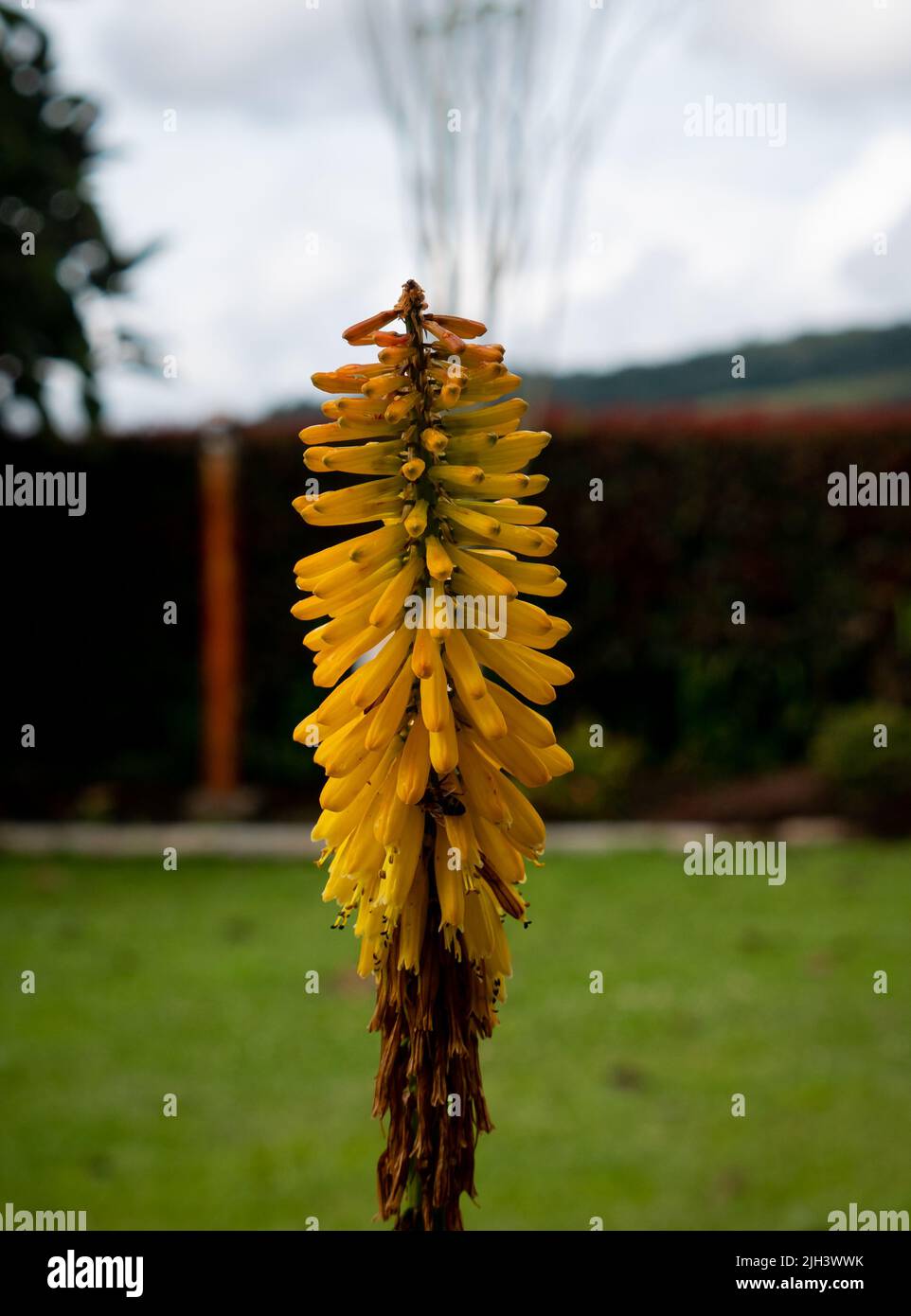 Yellow Flower known as Tritomea, Torch Lily, or Red Hot Poker ...