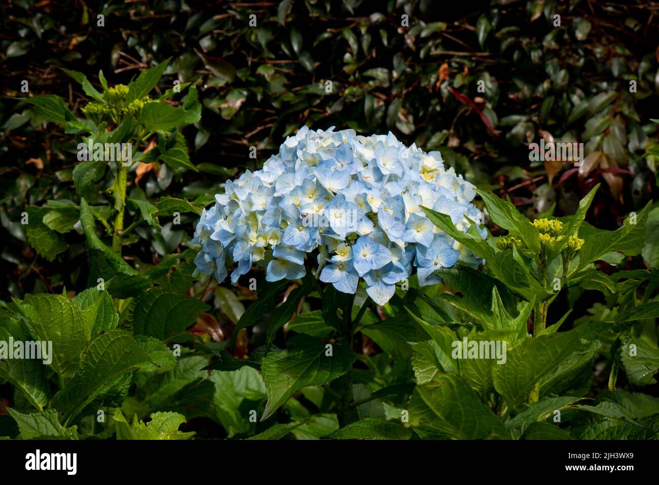 Penny flower hi-res stock photography and images - Alamy