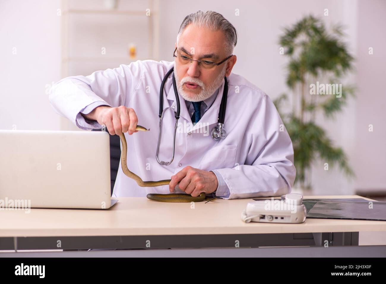 Aged male doctor holding snake at workplace Stock Photo - Alamy