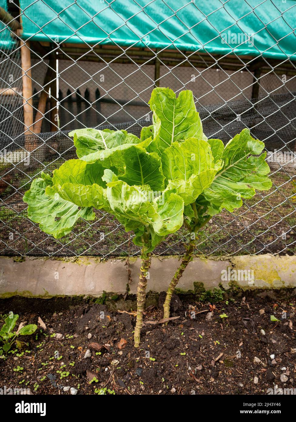Organic Cabbage (Brassica oleracea var. capitata), Plant with Green ...