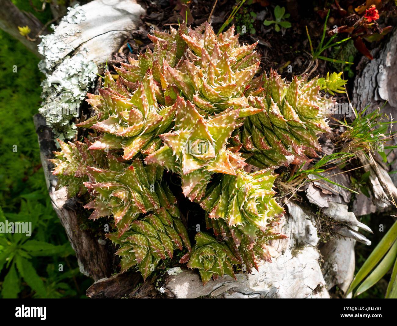 Plant Known as Aloe Mitriformis (Aloe perfoliata) in a White Trunk ...