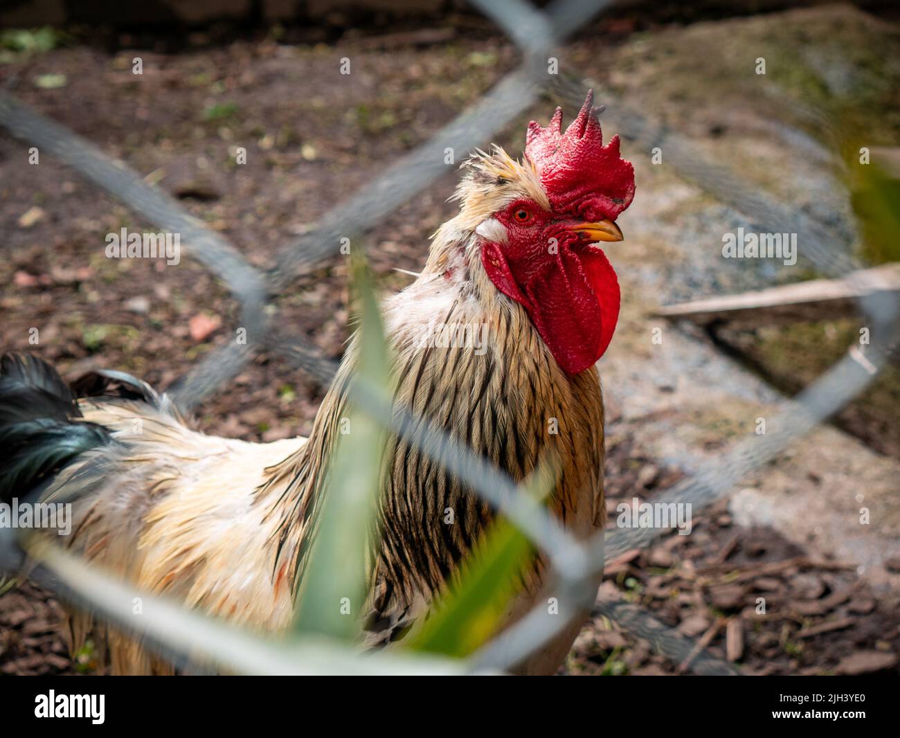 White Rooster with Red and Black Enclosed in a Wire Netting Stock Photo ...