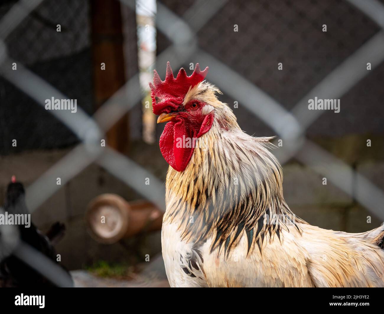 White Rooster with Red and Black Enclosed in a Wire Netting Stock Photo ...