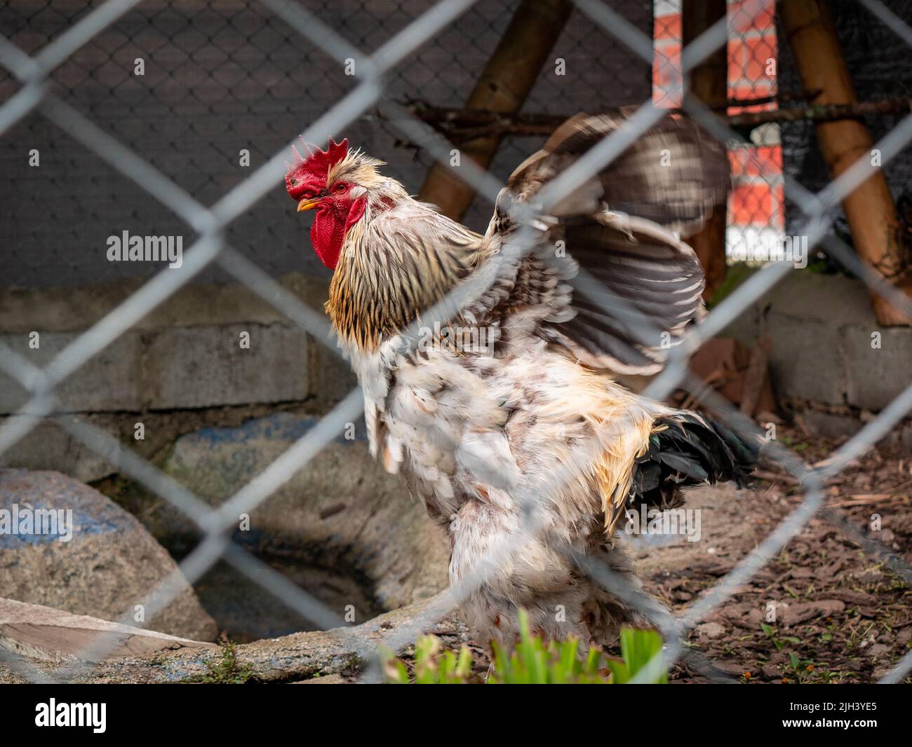 White Rooster with Red and Black Enclosed in a Wire Netting Stock Photo ...