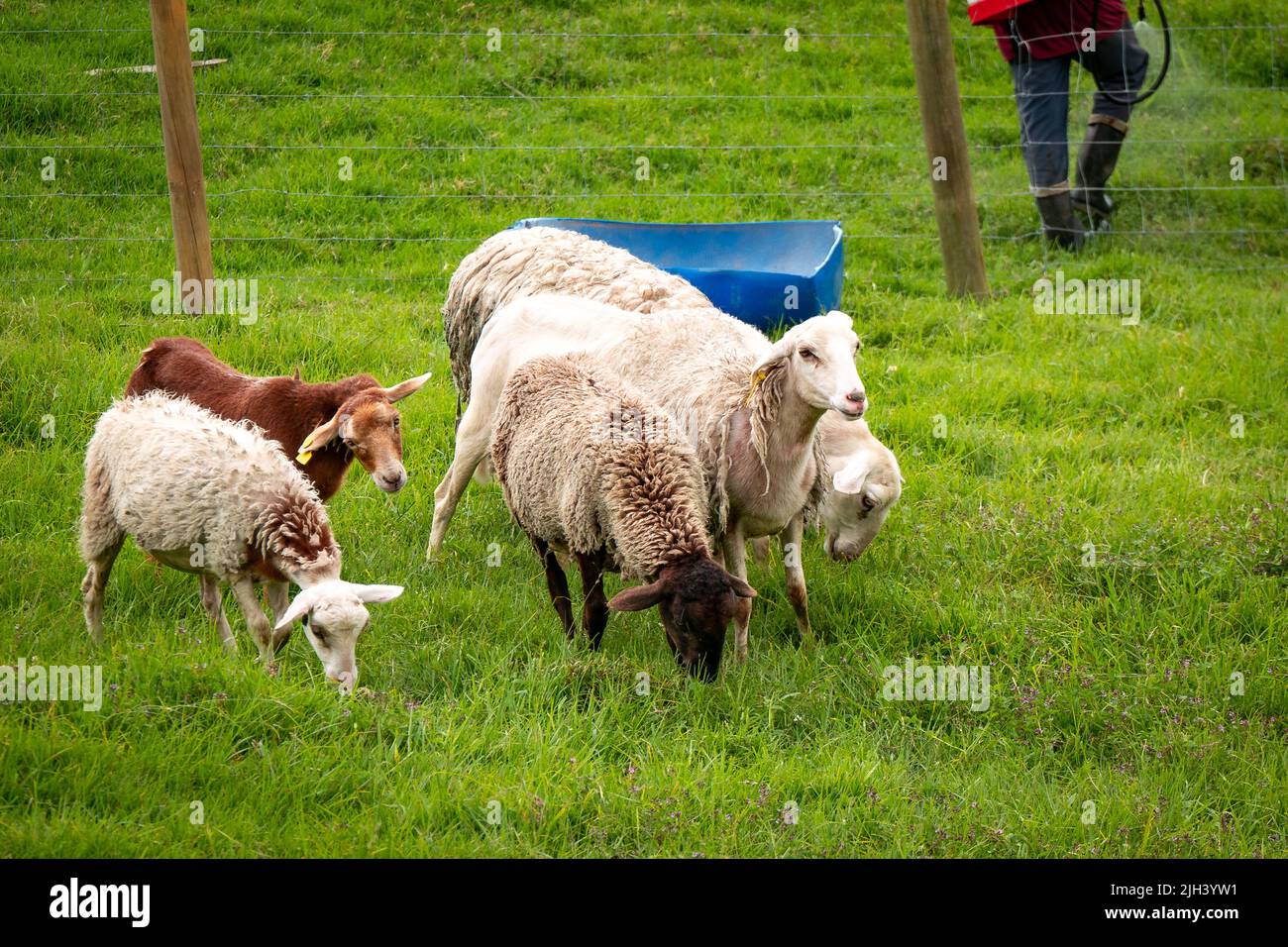 A Group of Sheep of different Colors Eat Grass inside a Wire Mesh Fence ...