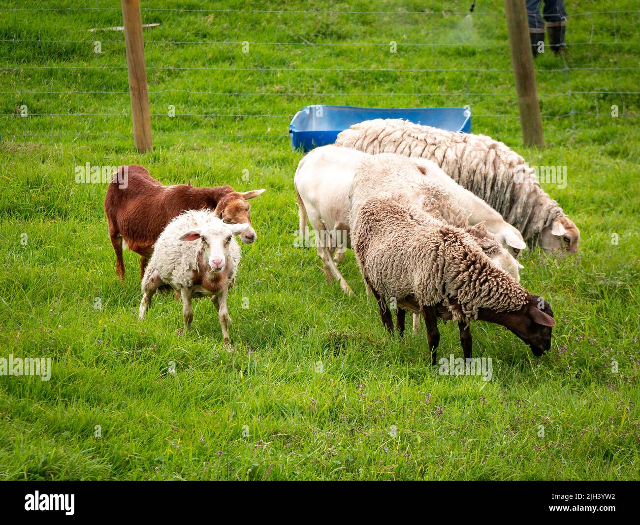 Group different farm animals hi-res stock photography and images - Alamy