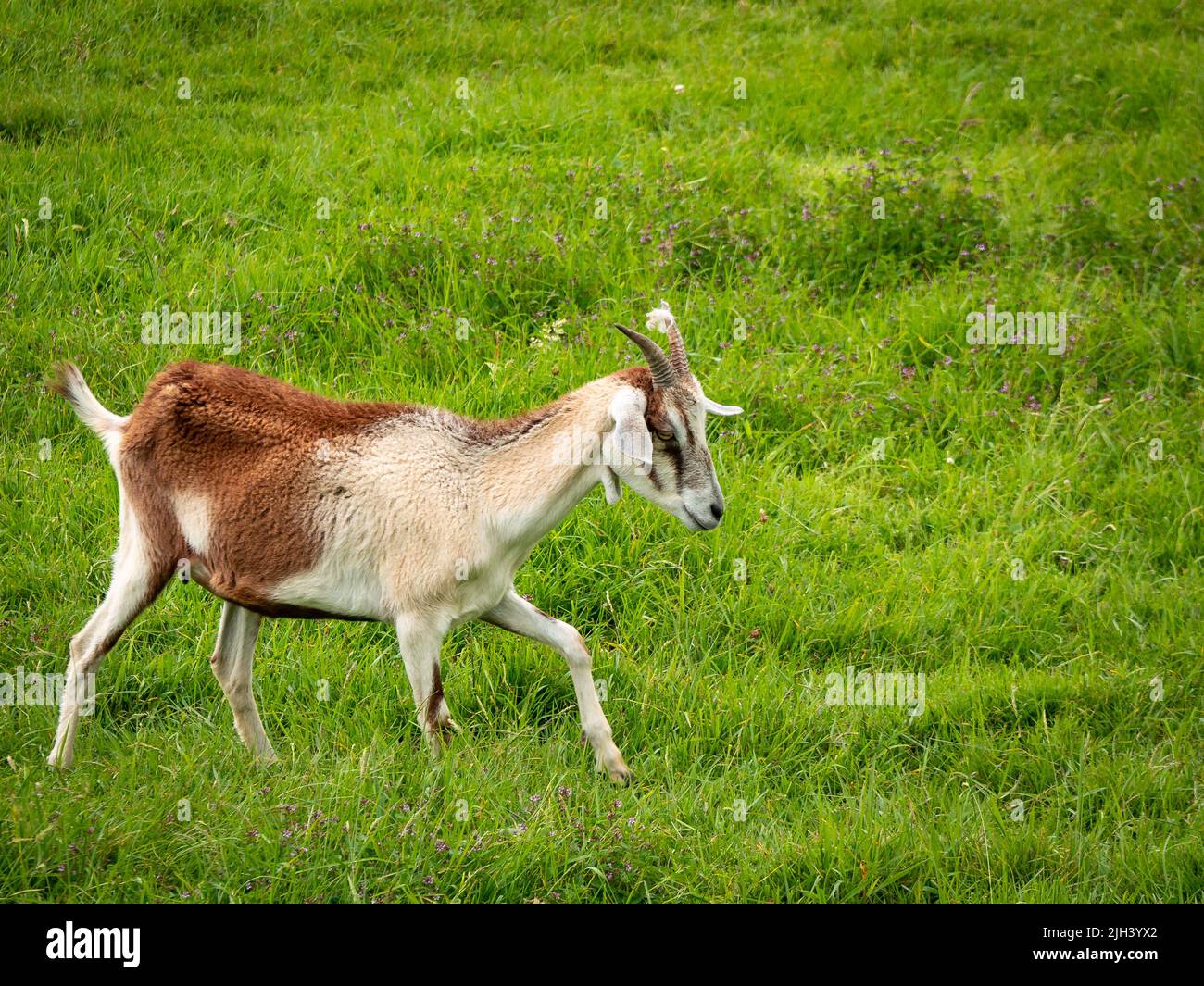 Beautiful goat standing in grass hi-res stock photography and images ...