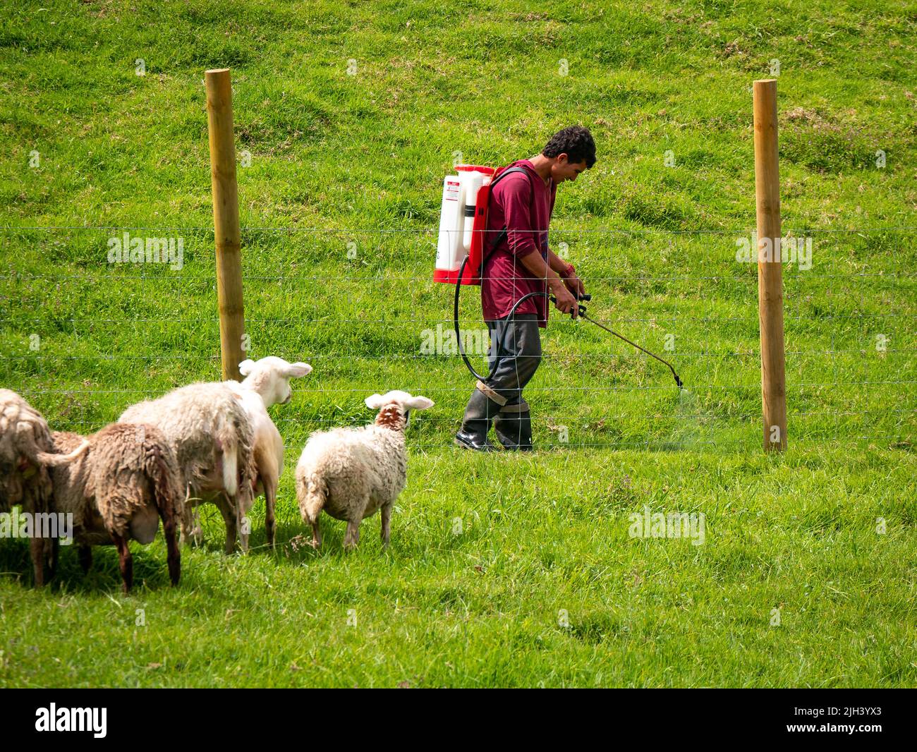 Santa Elena, Antioquia, Colombia - May 17 2022: A Few Sheep Watch a ...