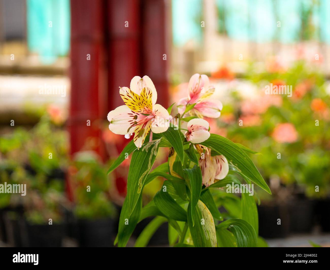 Flower Known as Peruvian lily (Alstroemeria aurea or Alstroemeria ...