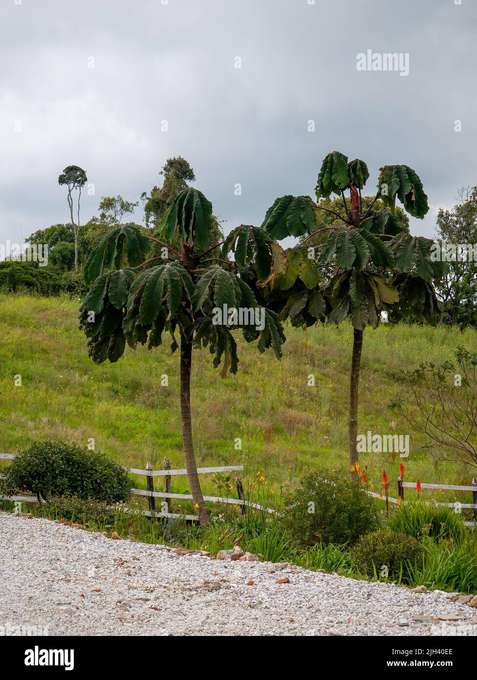 Big Trees with Common Names include Trumpet Tree, Pop-a-Gun, Tree-of ...
