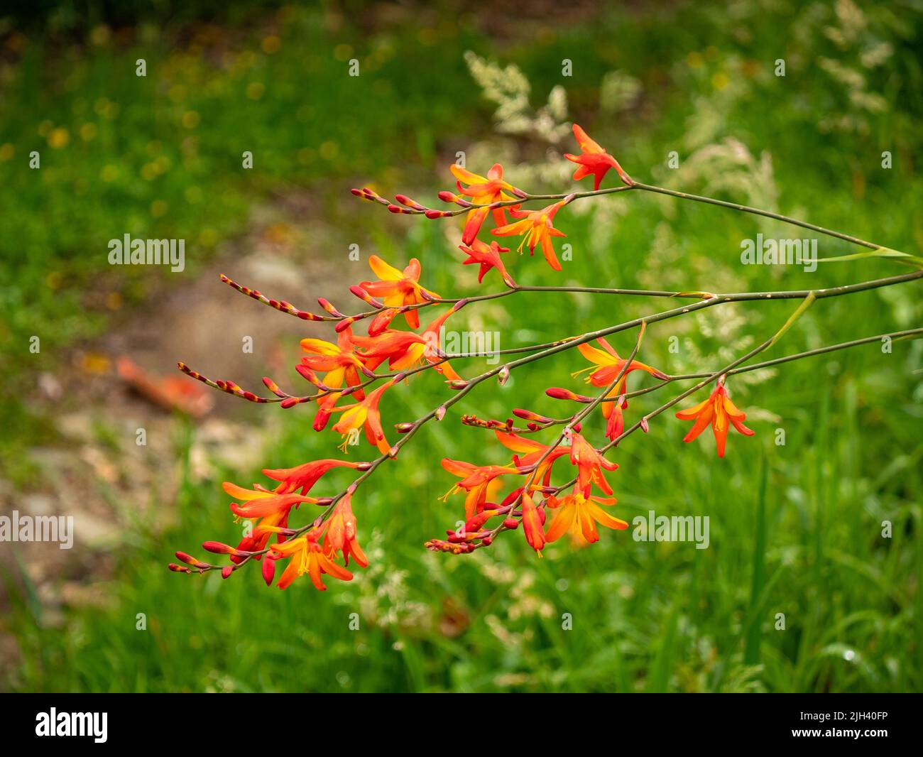 Red and Yellow Flower Known as Sword lily, Crocosmia and Garden ...