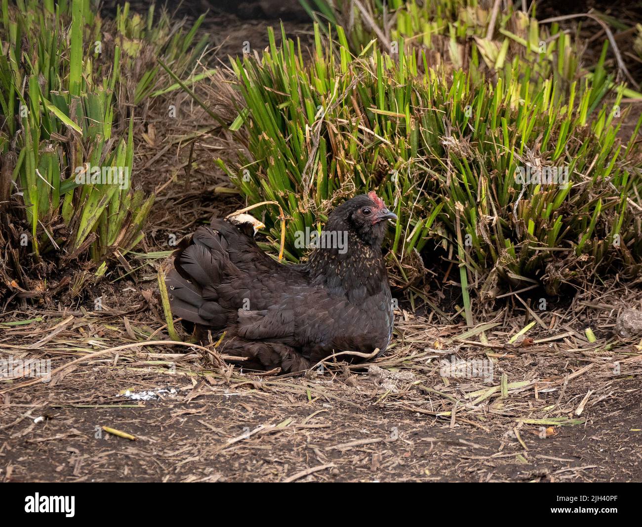 Black Hen Sitting on the Ground Caring to her Chickens in the Barnyard ...