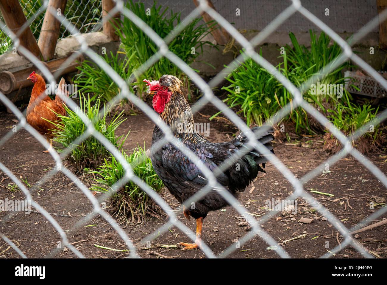 Black Rooster with Red and Brown Enclosed in a Wire Netting Stock Photo ...