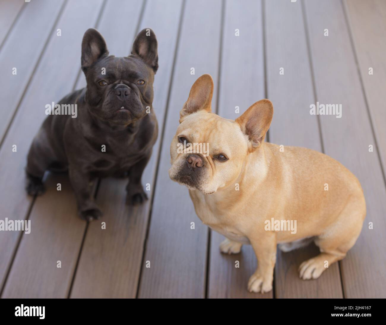 Isabella tan hi-res stock photography and images - Alamy