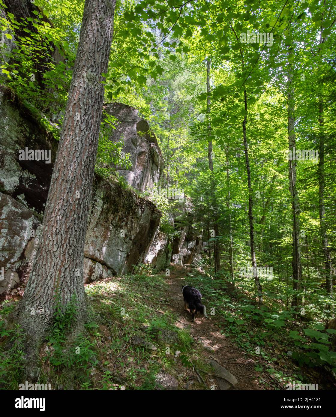 Frost Centre hiking trail through glacial rock and mixed forest in ...