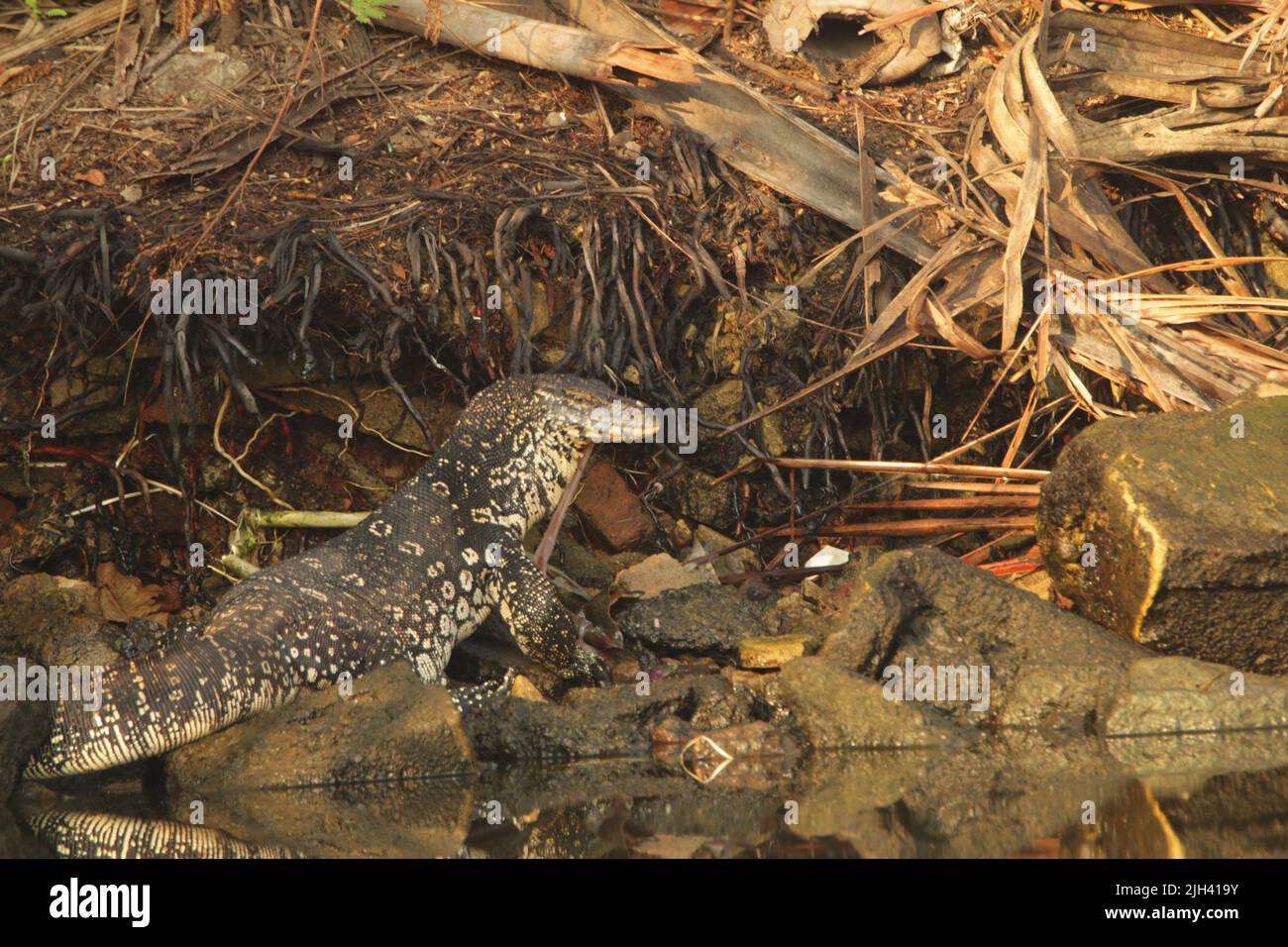 7 Foot Asian Water Monitor Lizard