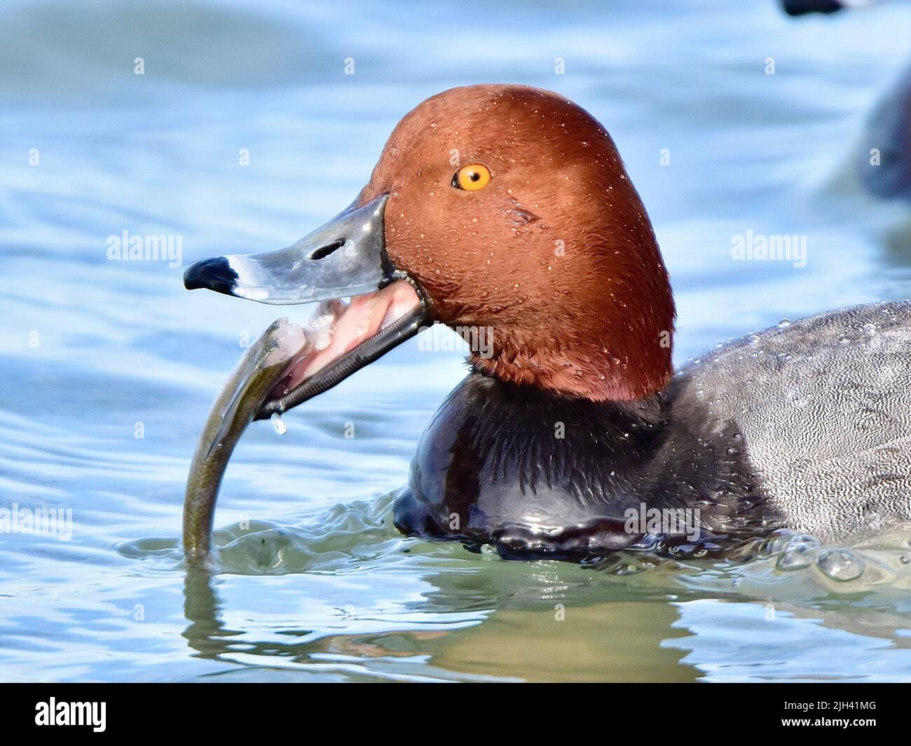 Waterfowl woodduck hi-res stock photography and images - Alamy
