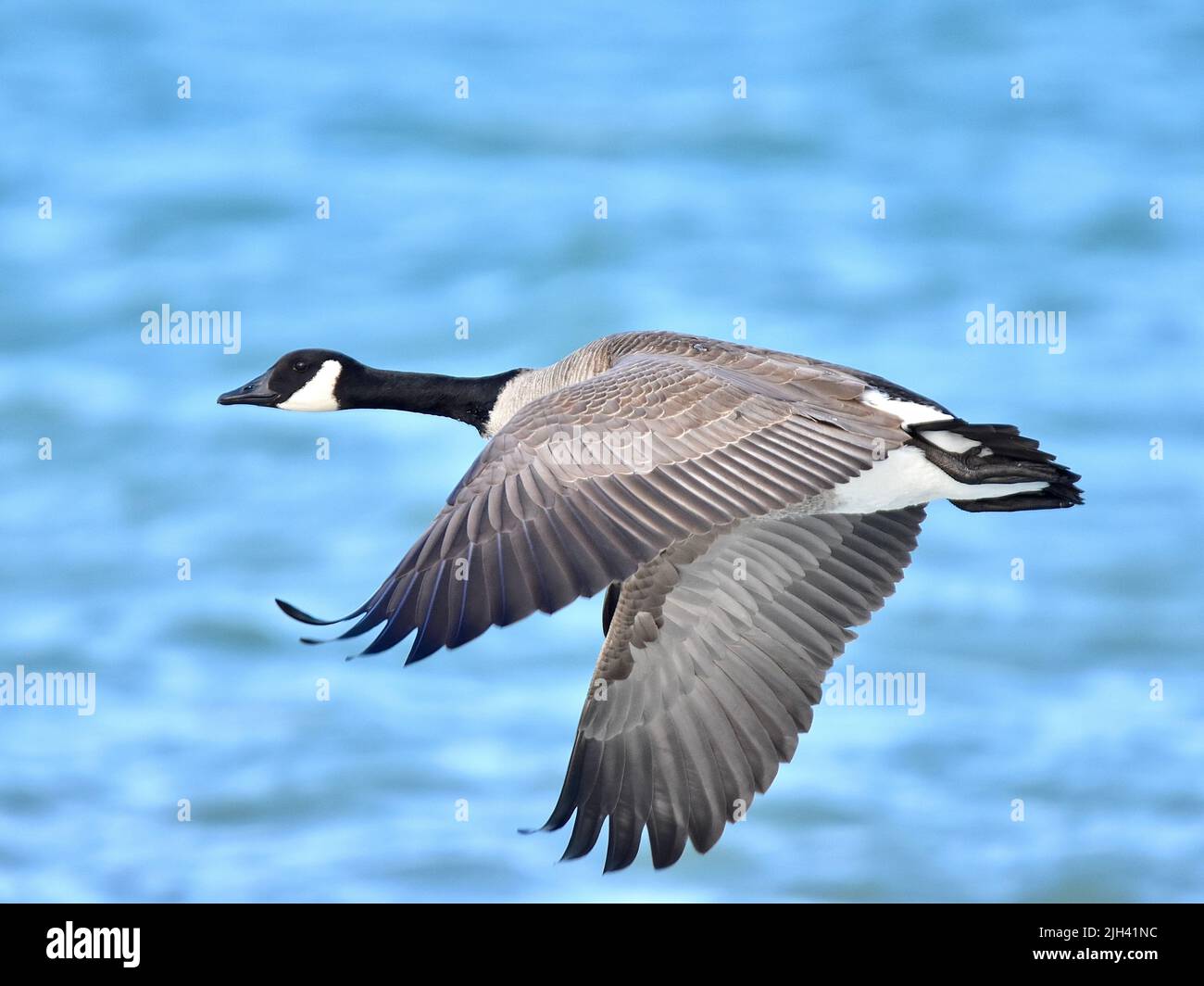 Waterfowl woodduck hi-res stock photography and images - Alamy