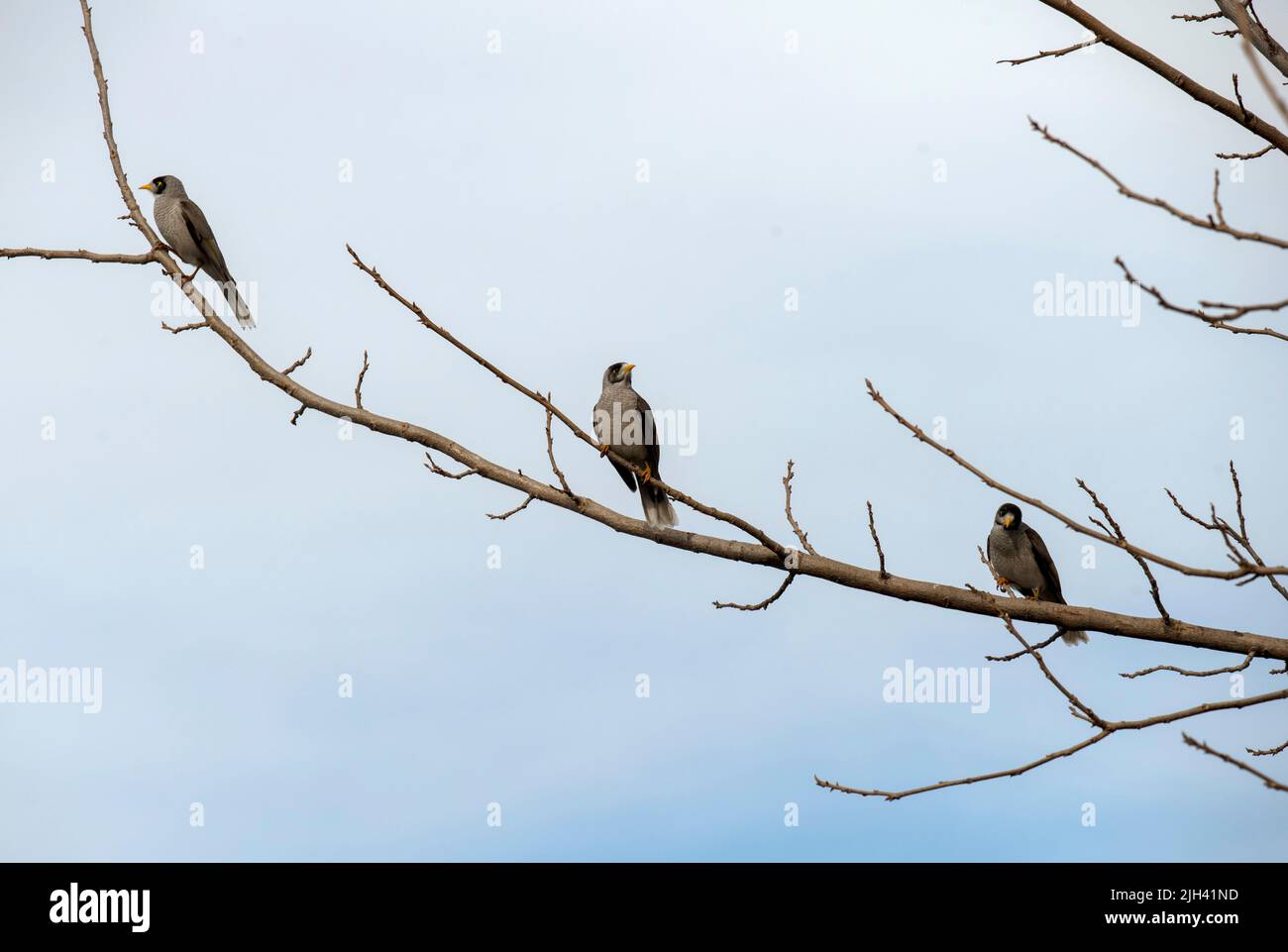 Three Australian Noisy Miners (Manorina melanocephala) perched on the ...