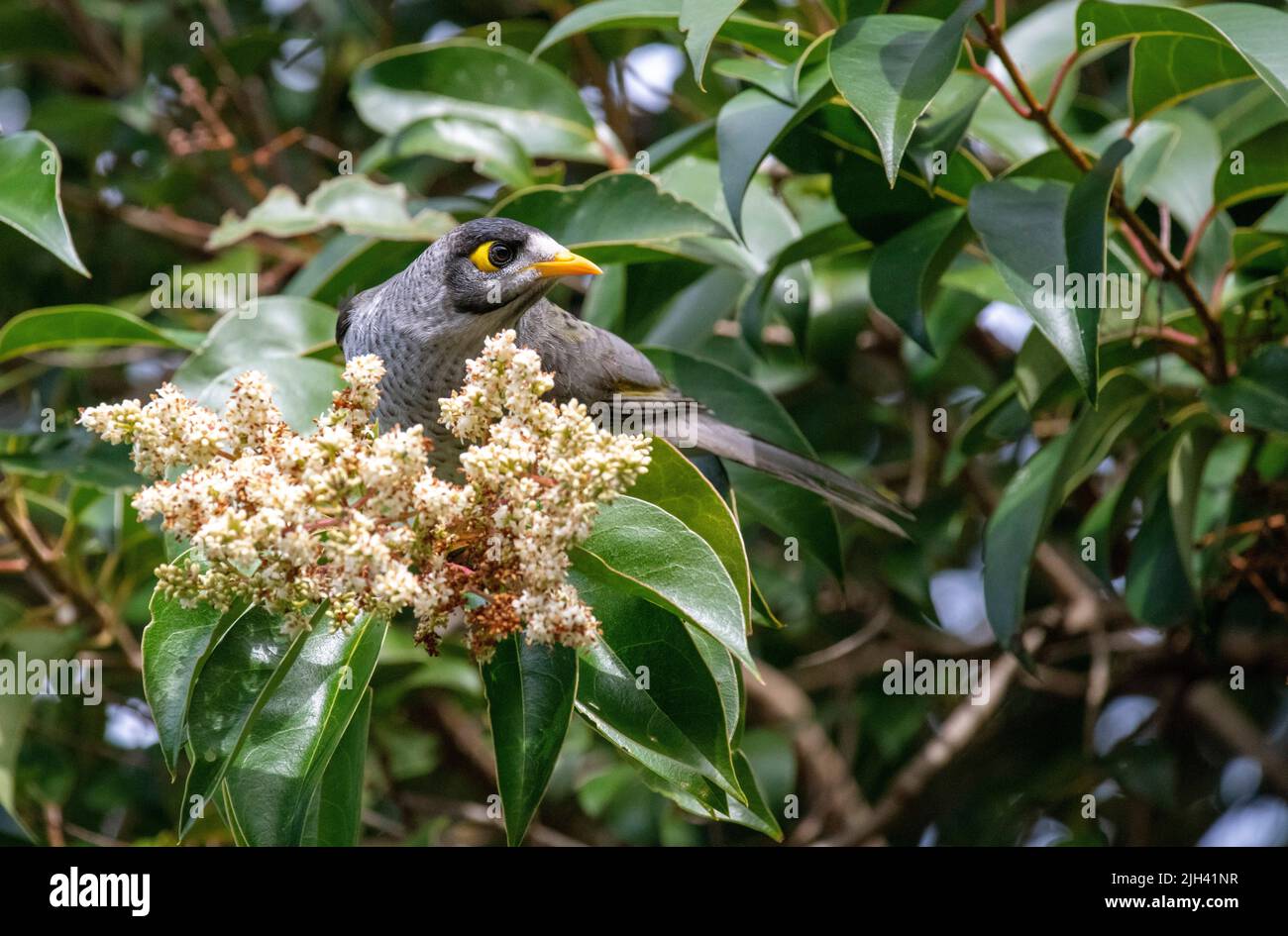 An Australian Noisy Miner (Manorina melanocephala) perched on the ...