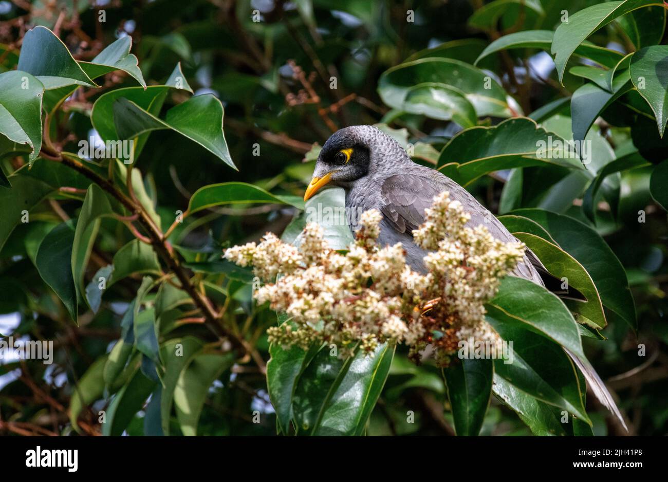 An Australian Noisy Miner (Manorina melanocephala) perched on a tree in ...