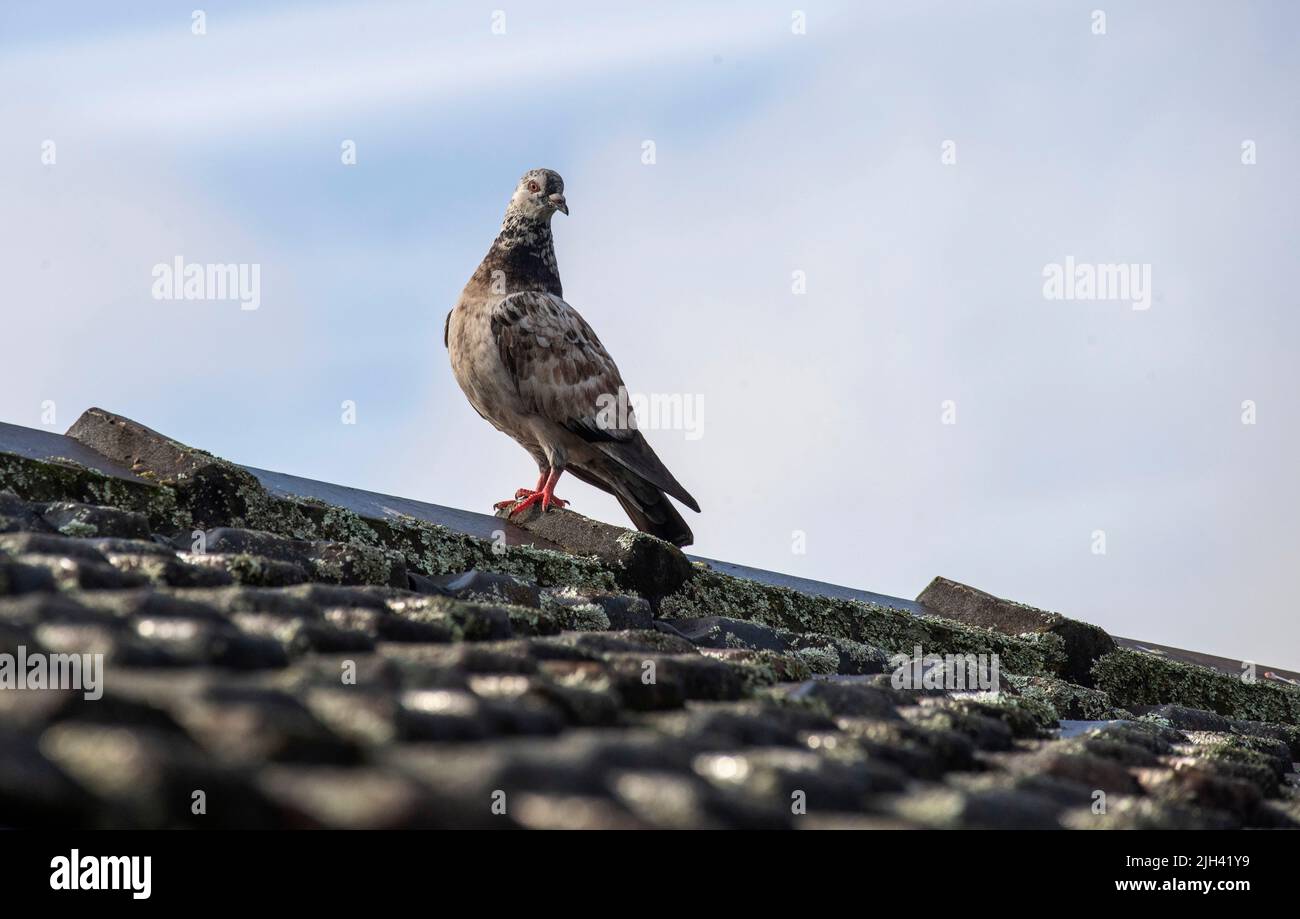 A Rock Pigeon (Columba livia) on a rock in Sydney, NSW, Australia ...