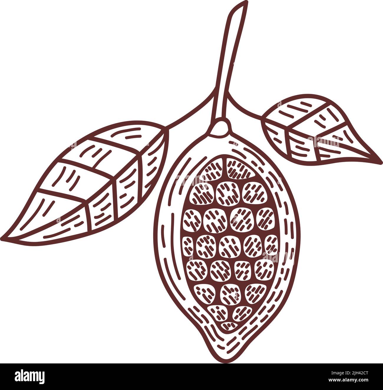 Chocolate cocoa fruit seeds Stock Vector Images - Alamy