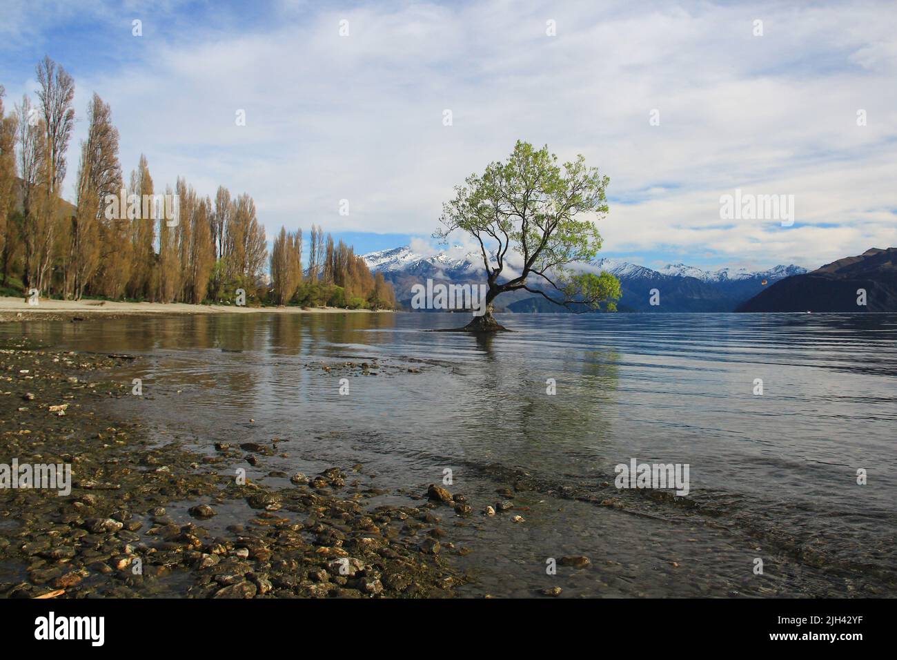 The Most Populer Tree In New Zealand. That Wanaka Tree Stock Photo - Alamy