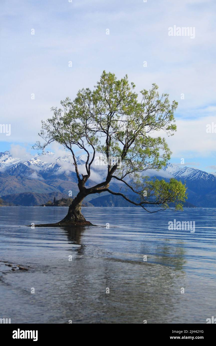 The Most Populer Tree In New Zealand. That Wanaka Tree Stock Photo - Alamy