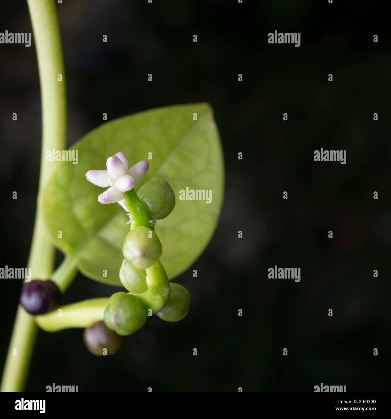 macro view of malabar spinach or ceylon spinach plant flower, basella ...