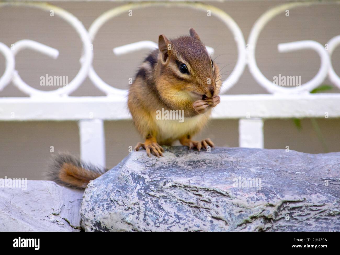 adorable rodent sits on a rock and chews on a sunflower seed Stock ...
