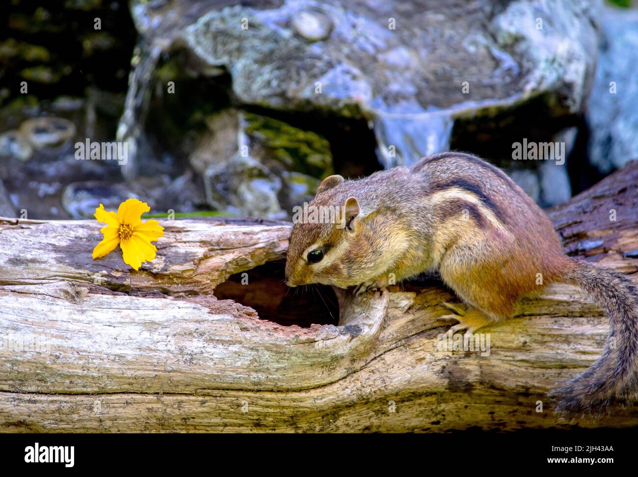 curious chipmunk checks out a hollow log as a possible new home Stock ...
