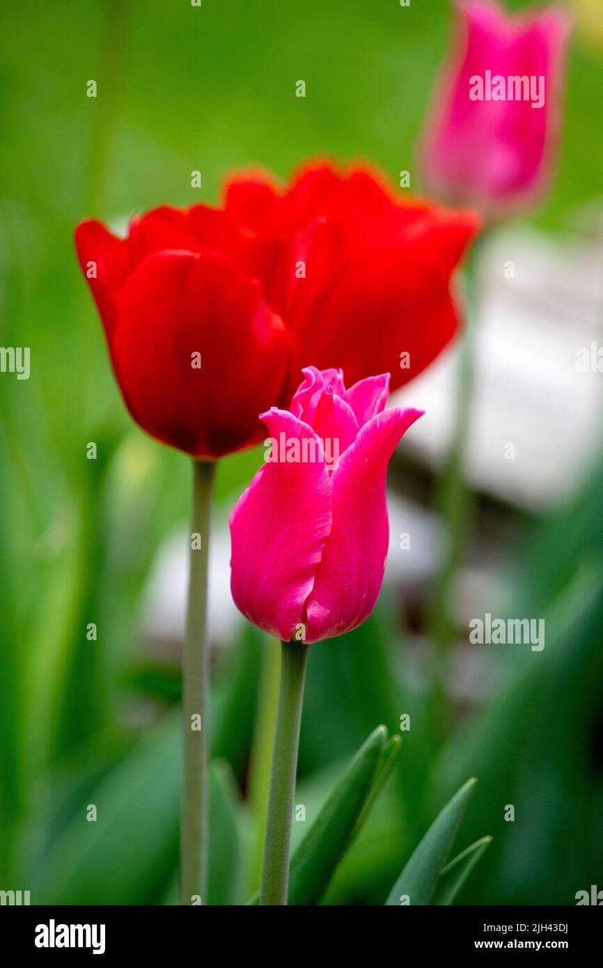 pink and red tulips grow in a springtime garden Stock Photo - Alamy