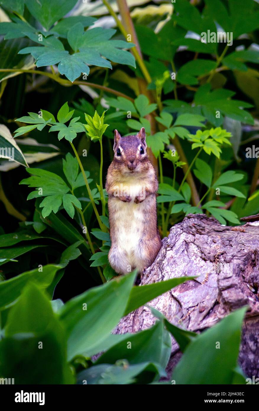 Small chipmunk stands still as she tries to blend into the greenery and ...