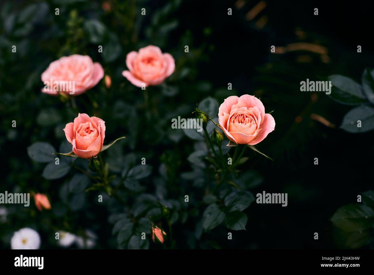 Shrub roses on a background of greenery. Front view Stock Photo - Alamy