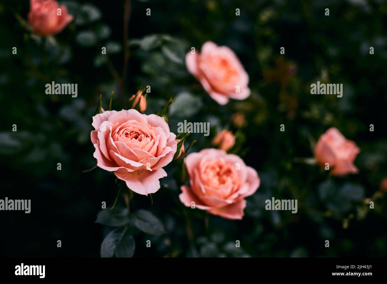 Shrub roses on a background of greenery. Front view Stock Photo - Alamy