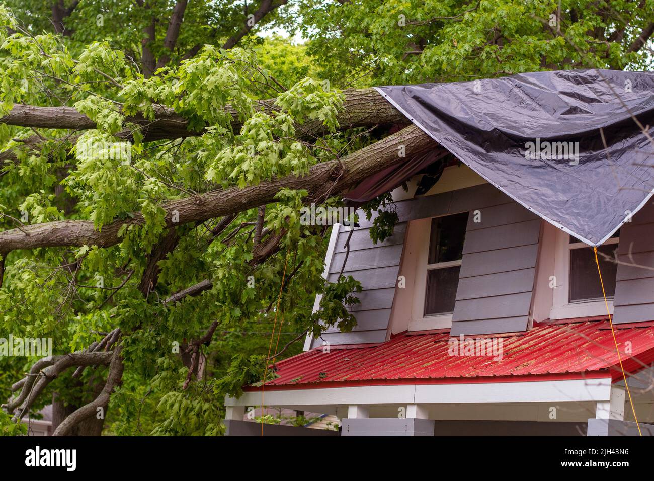 A heavy tree falls down on a roof top during a storm, but a tarp covers ...