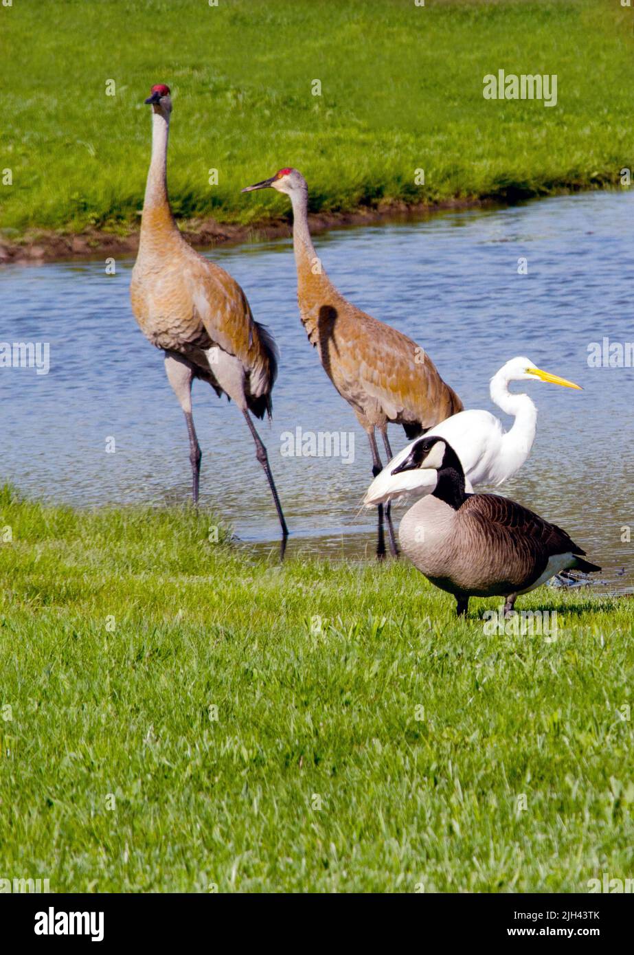3 different kinds of birds gather together on the edge of a small pond ...