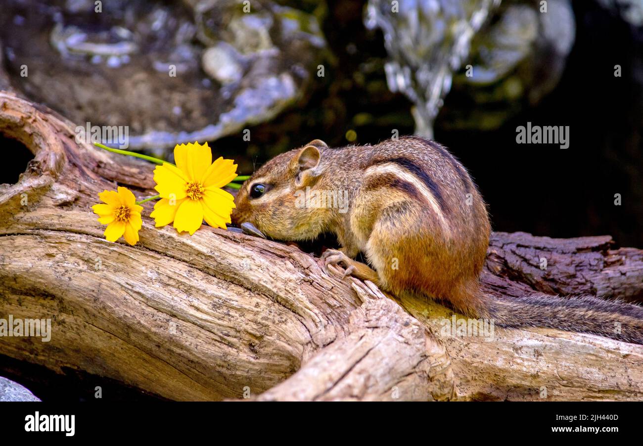 Chubby chipmunk smells yellow flowers as she walks on a hollow log ...
