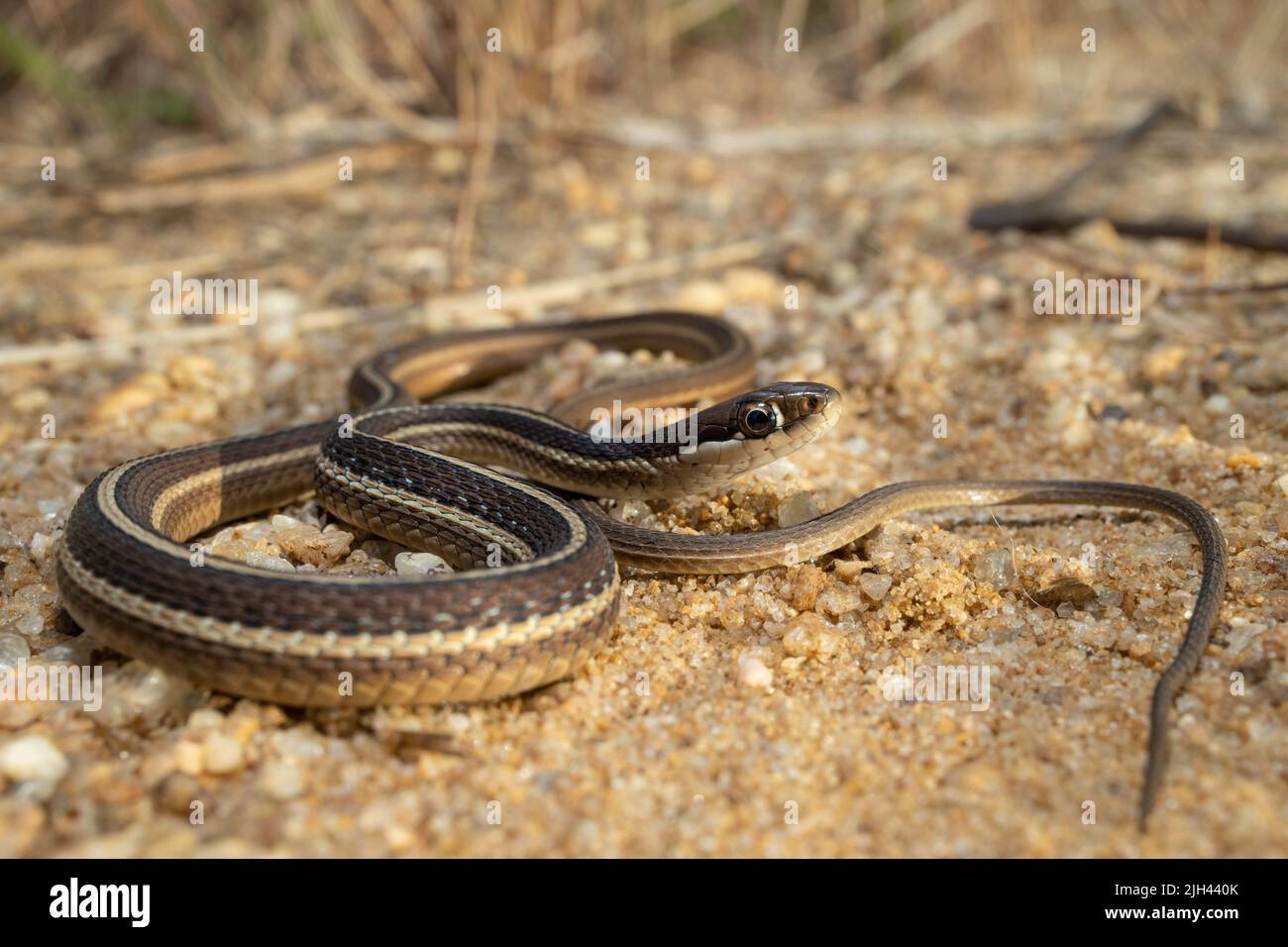 Ribbon snake - Thamnophis sauritus Stock Photo - Alamy